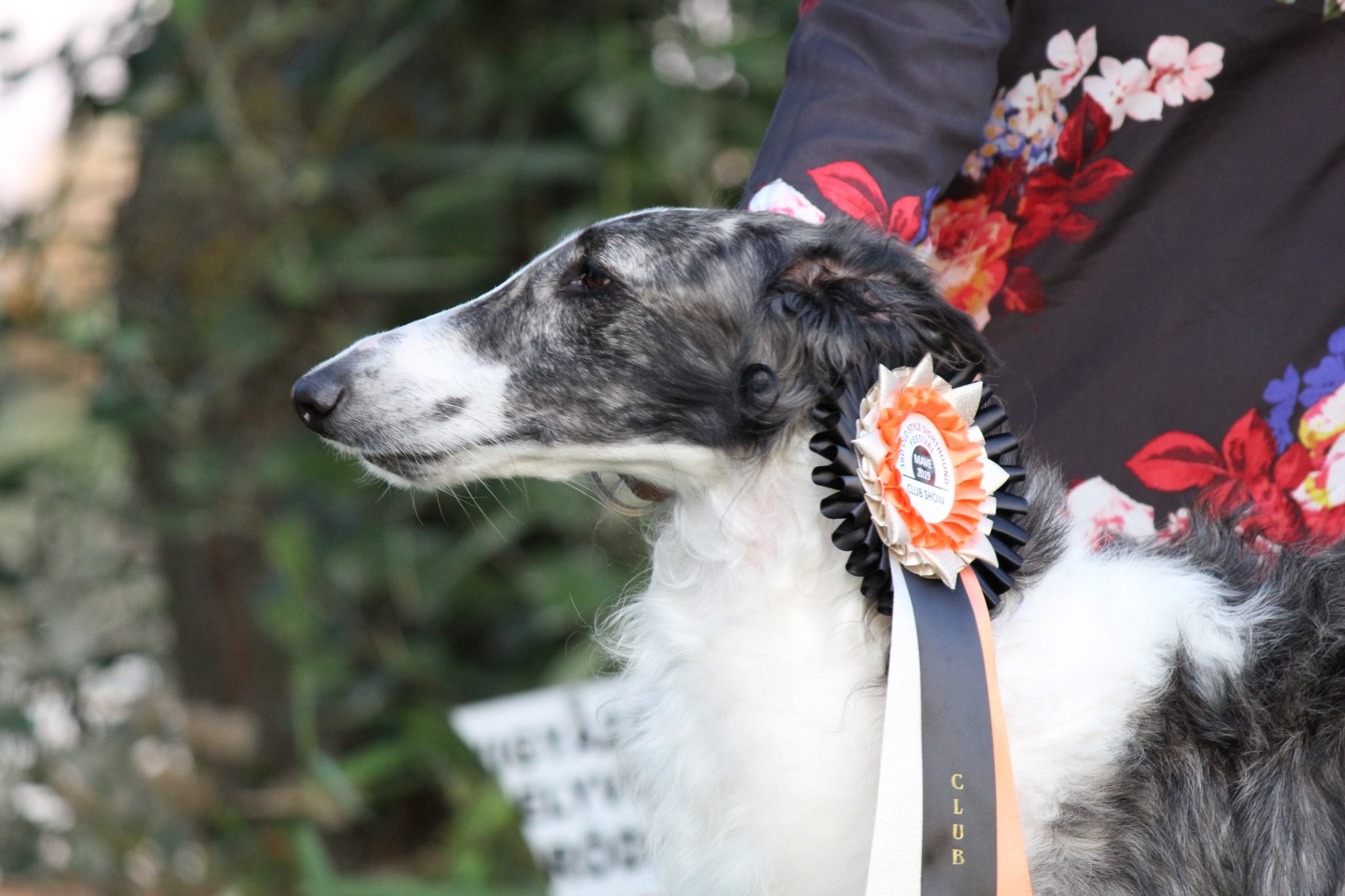 Top borzoi female 2019 – Dober-Kopp Chimborasso – Go Go Bolshoi borzoi ...